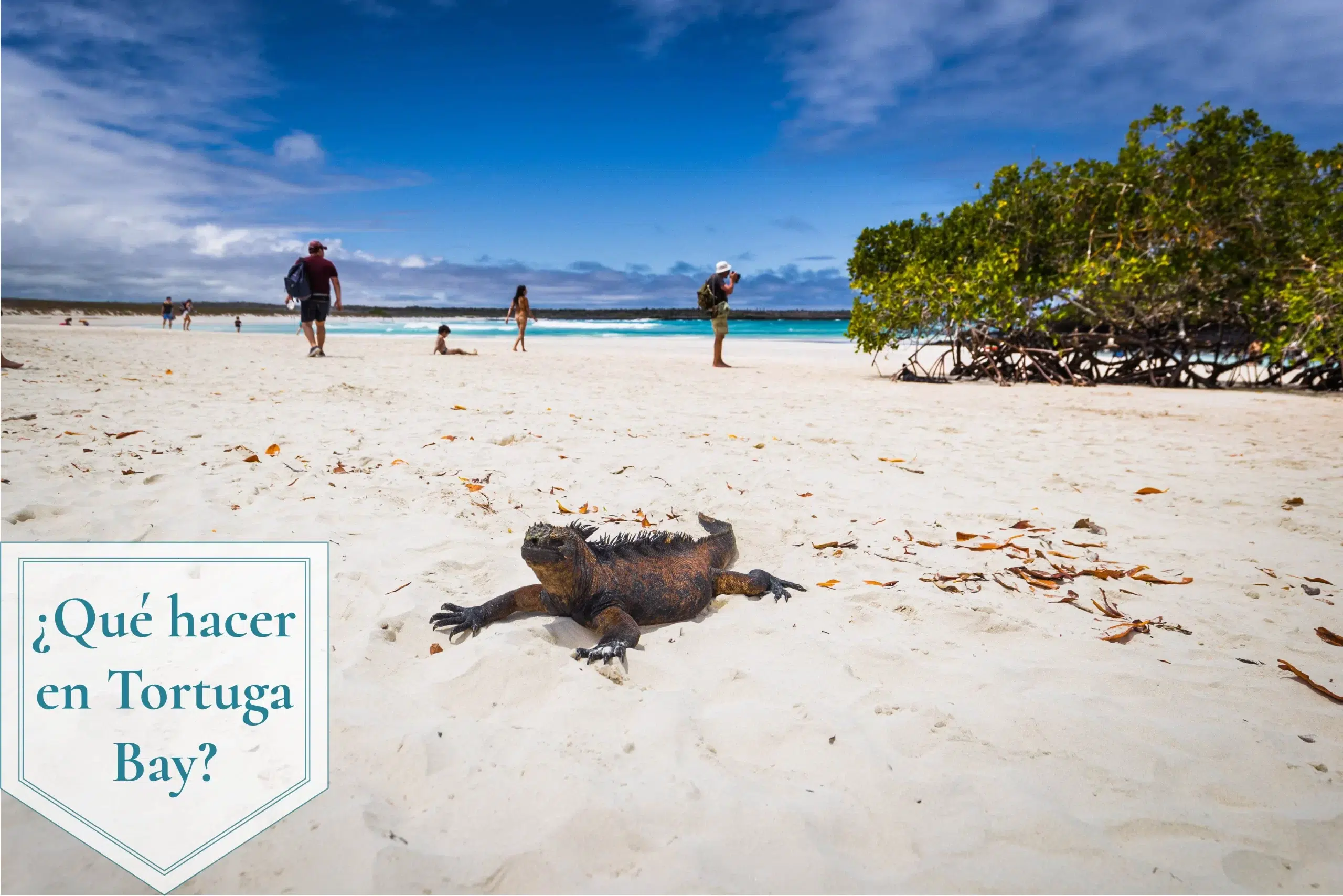 Tortuga Bay: Guía de viaje a Galápagos - Galapagos Cruceros