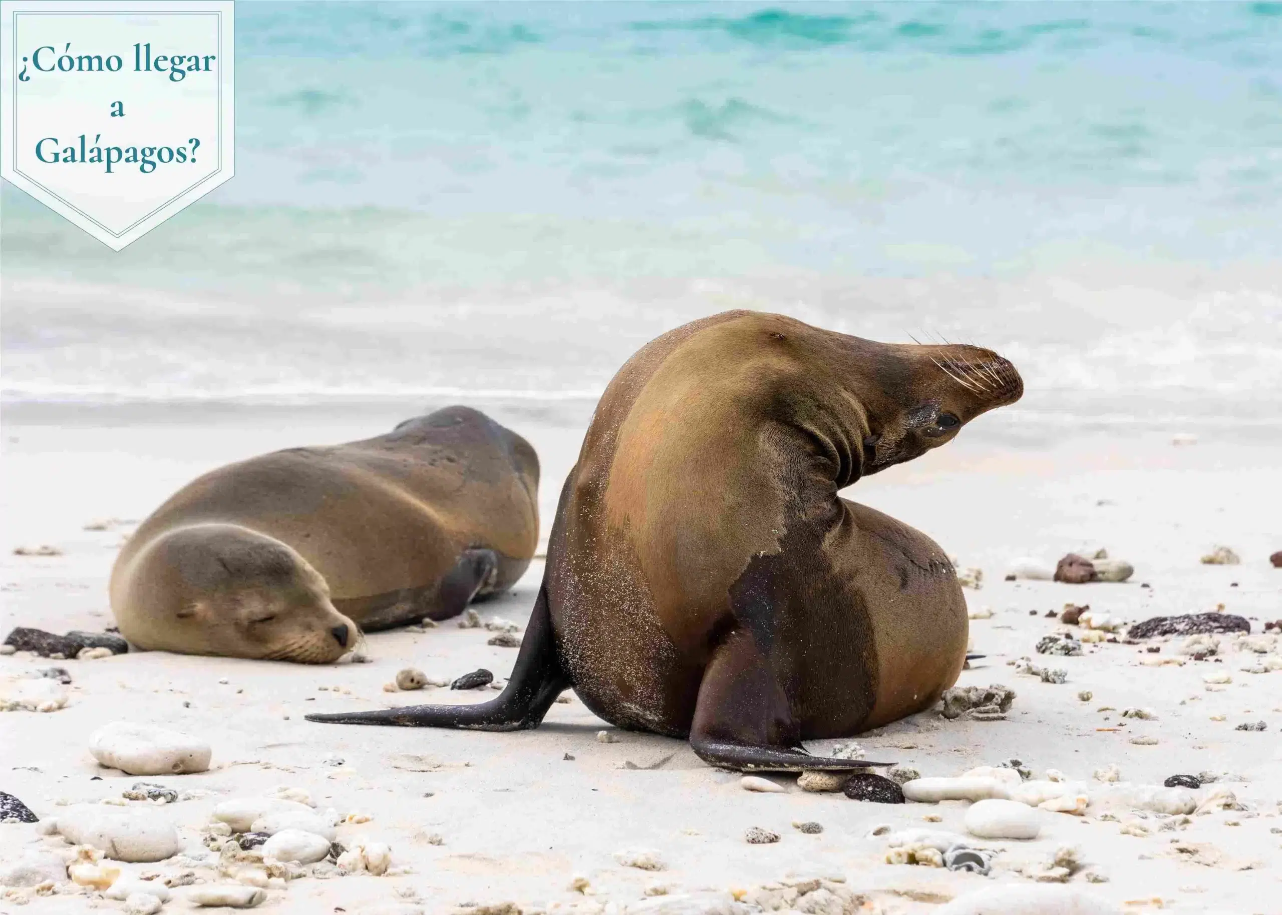how to get to the Galapagos: a complete guide